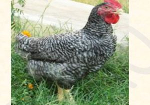 Indbro – Research & Breeding FarmsPvt Ltd.,